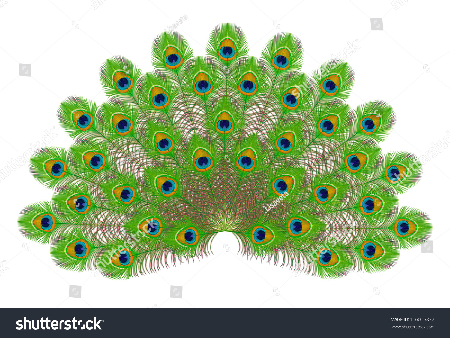 孔雀尾巴素材,孔雀尾巴矢量图,孔雀尾巴画_大山谷图库